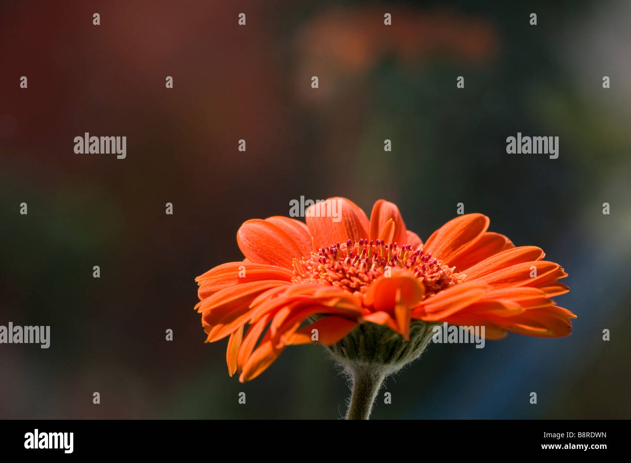 Orange Gerbera Multicoloured background Stock Photo - Alamy
