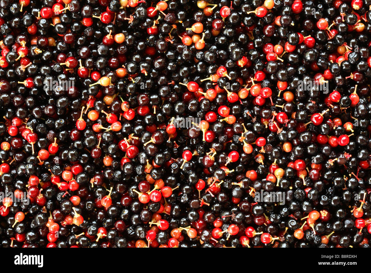 Close up on mass of small red and black fruits of Black Cherry Stock ...