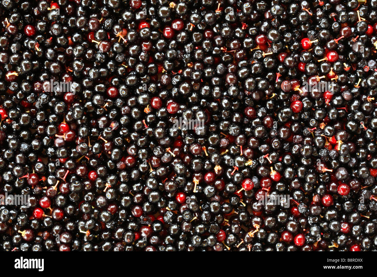 Close up on mass of small round black fruits of Black Cherry Stock ...