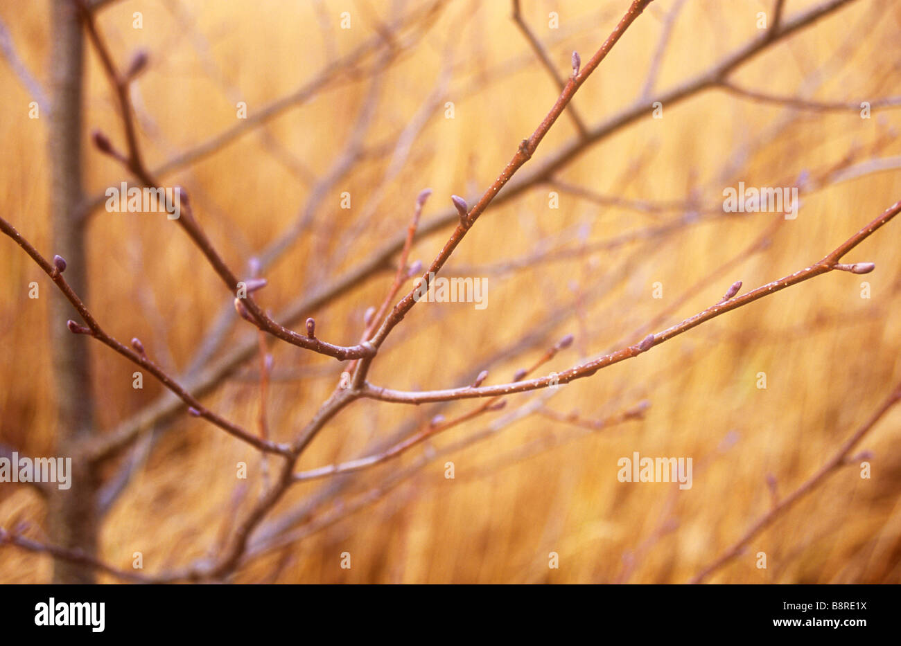 Young alder trees hi-res stock photography and images - Alamy