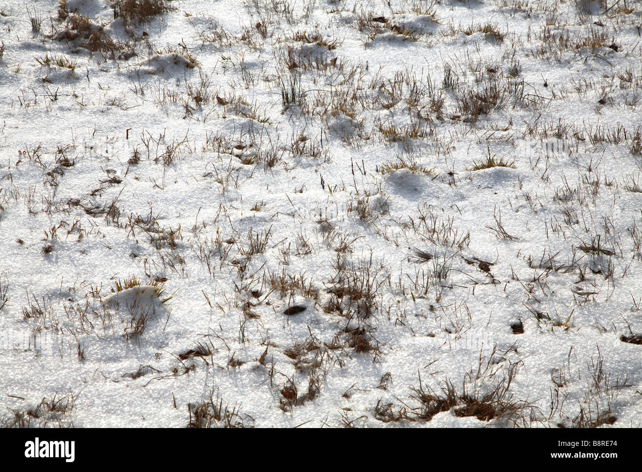 Grass flecked background hi-res stock photography and images - Alamy