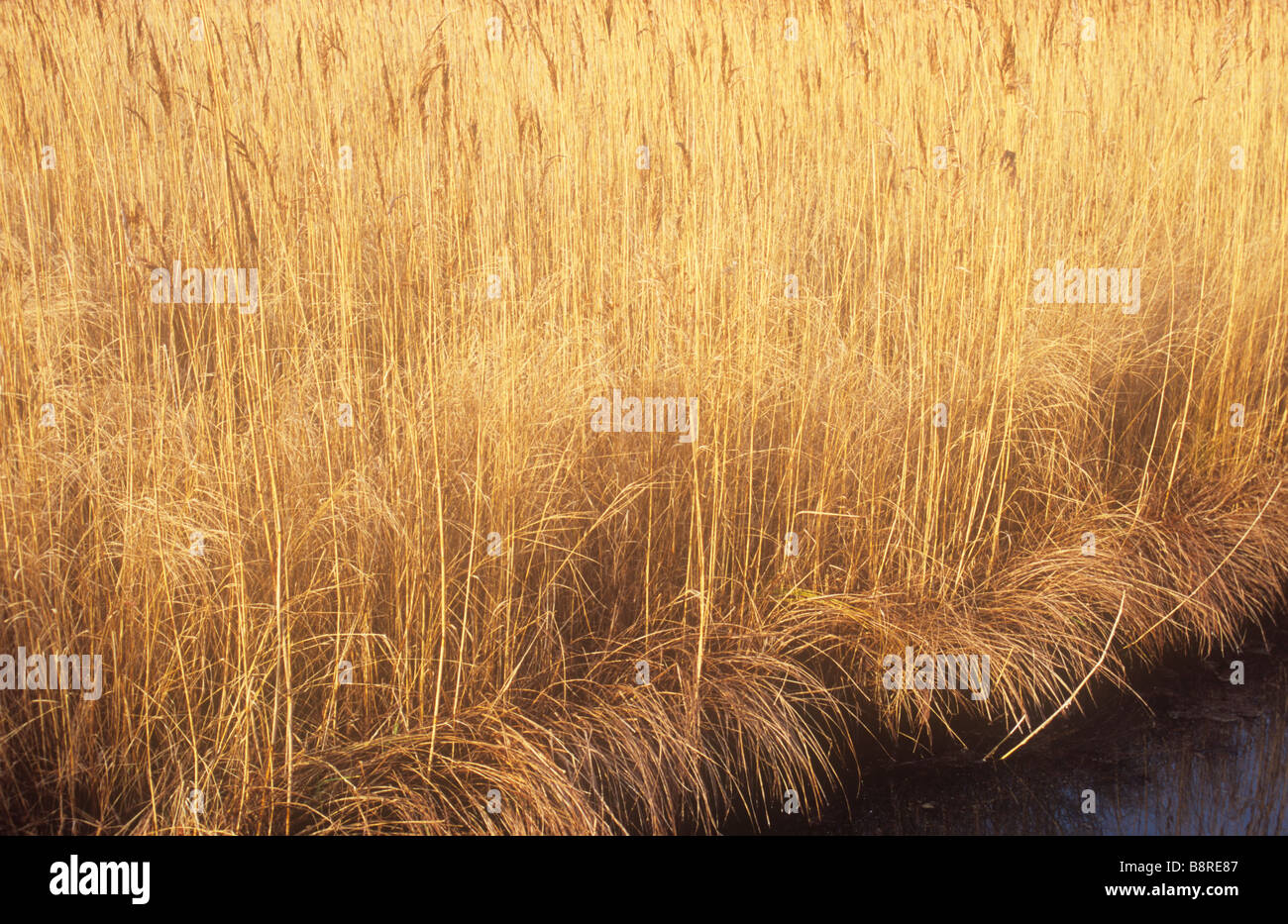 Close up of golden dried stems of Tussock grass in front of dry gold ...