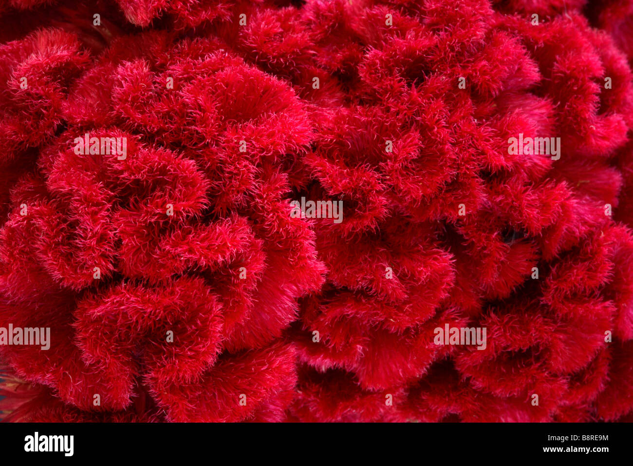 Bright red fluffy flower hi-res stock photography and images - Alamy