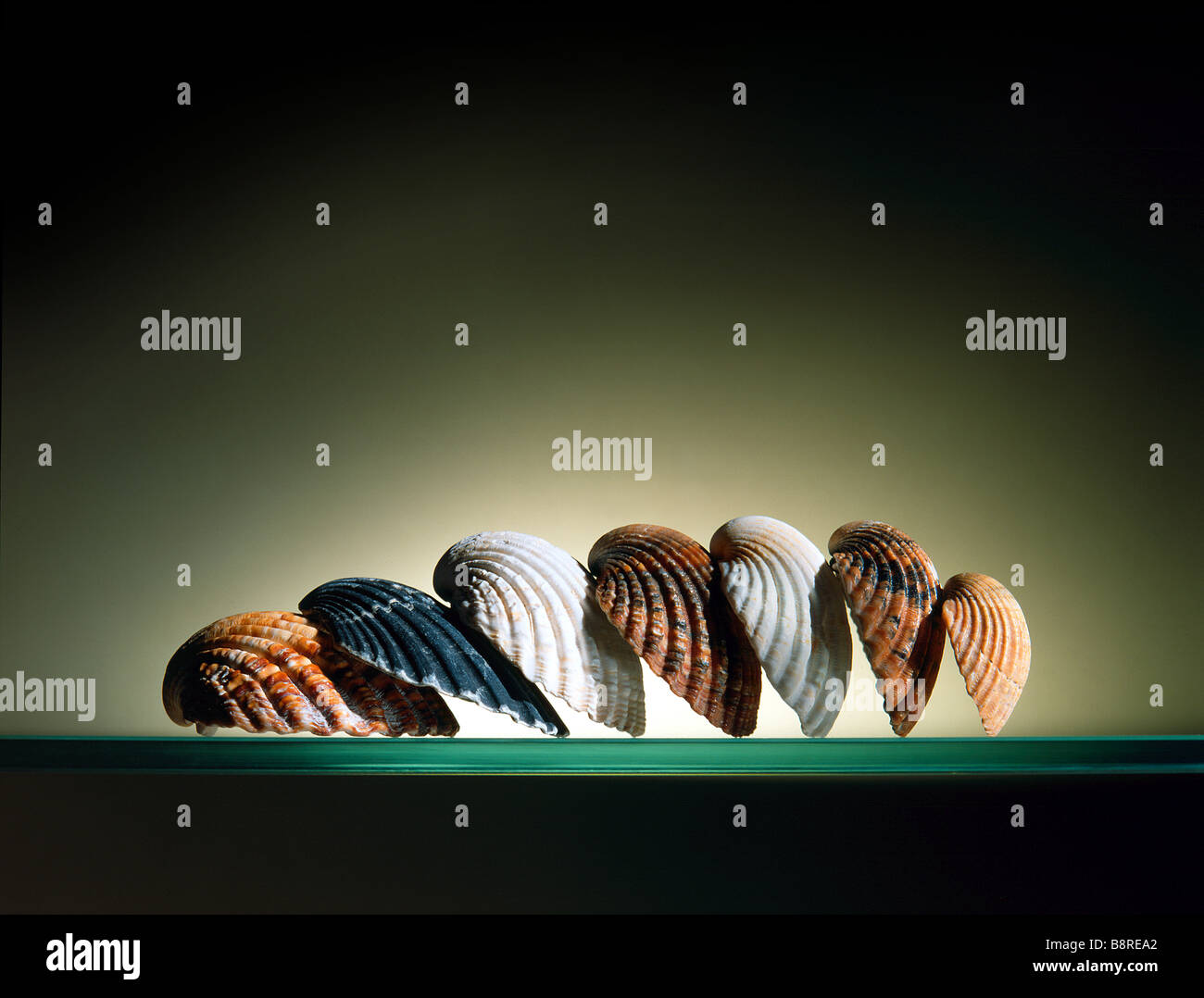 Shell, studio shot, still-Life Stock Photo - Alamy