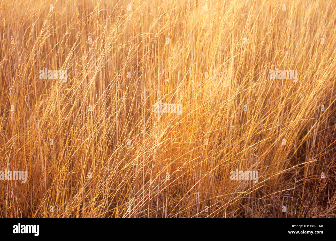 Close up of golden dried stems of Tussock grass in front of dry gold ...