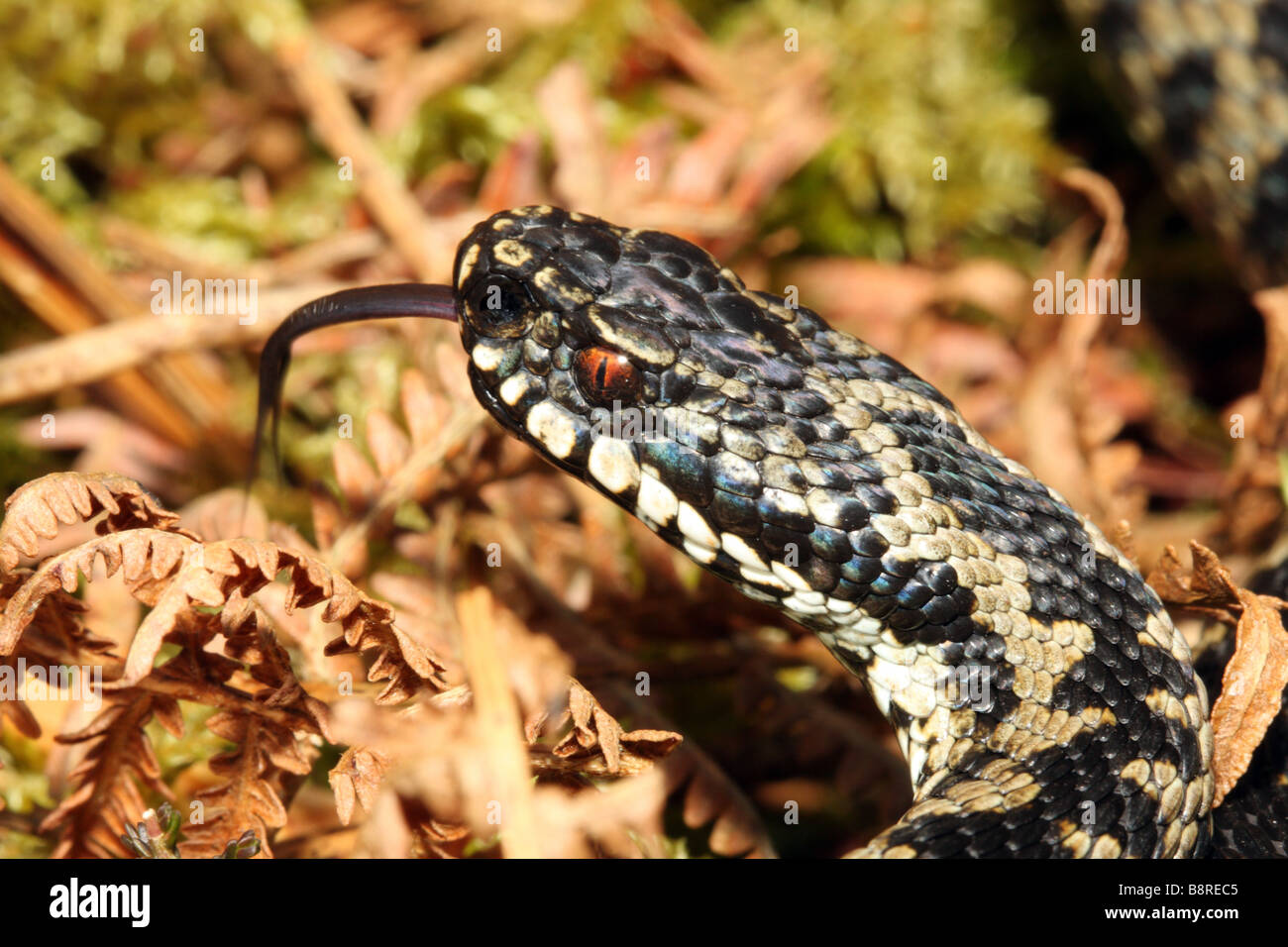 Adders snake tongue hi-res stock photography and images - Alamy