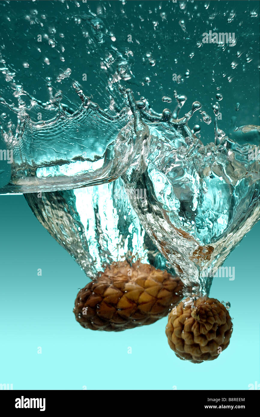Pinecones water hi-res stock photography and images - Alamy