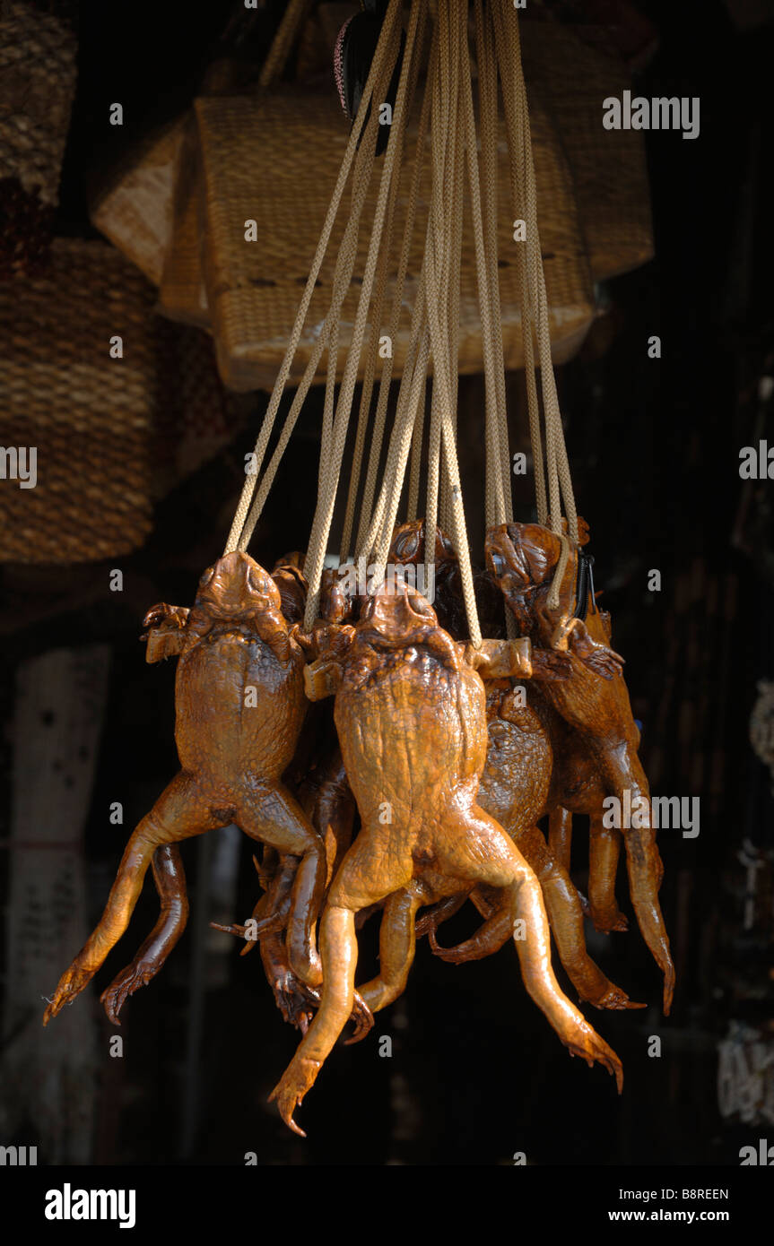 Dried toads hanging in market stall Kota Kinabalu Sabah Malaysia Borneo ...