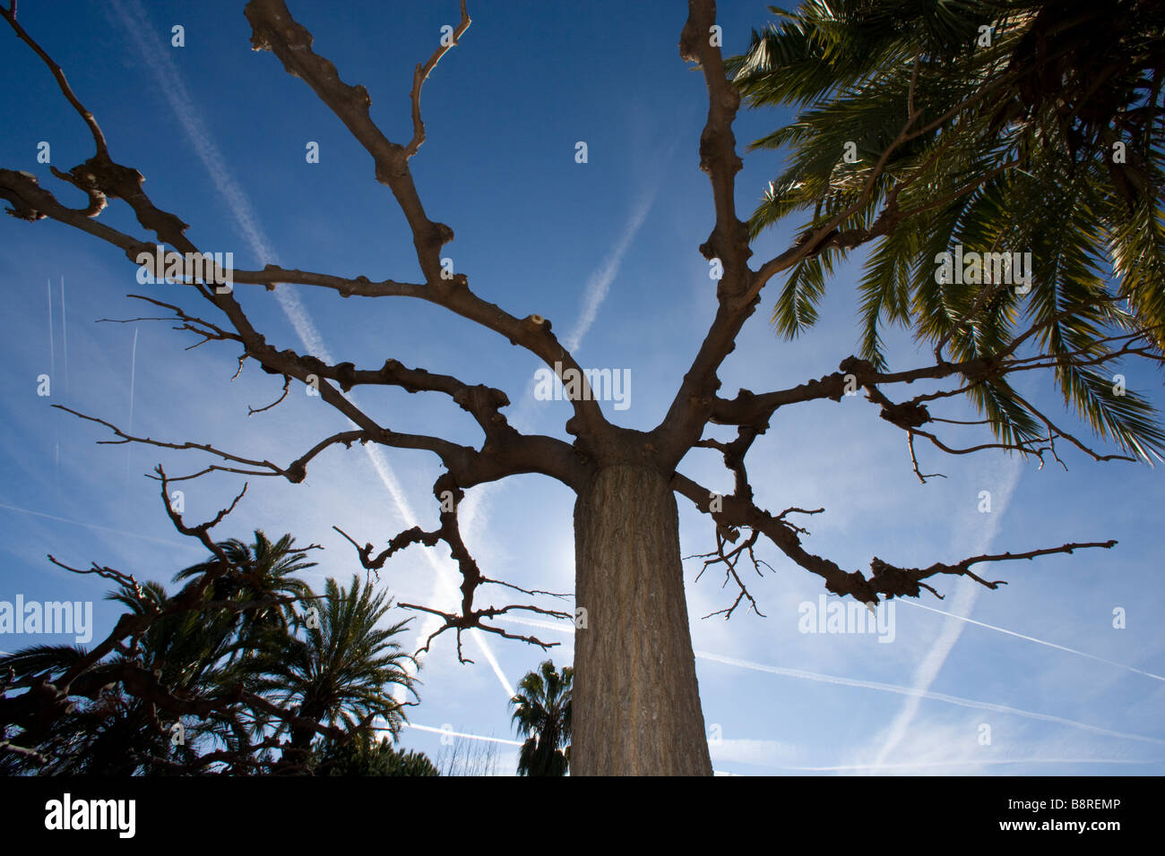 French lop hi-res stock photography and images - Alamy
