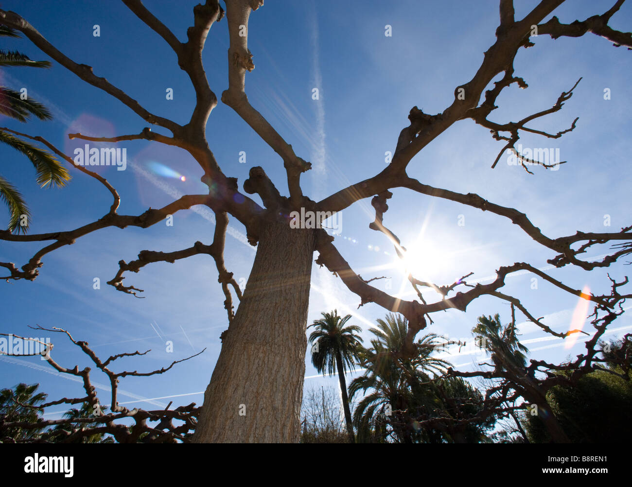 French lop hi-res stock photography and images - Alamy