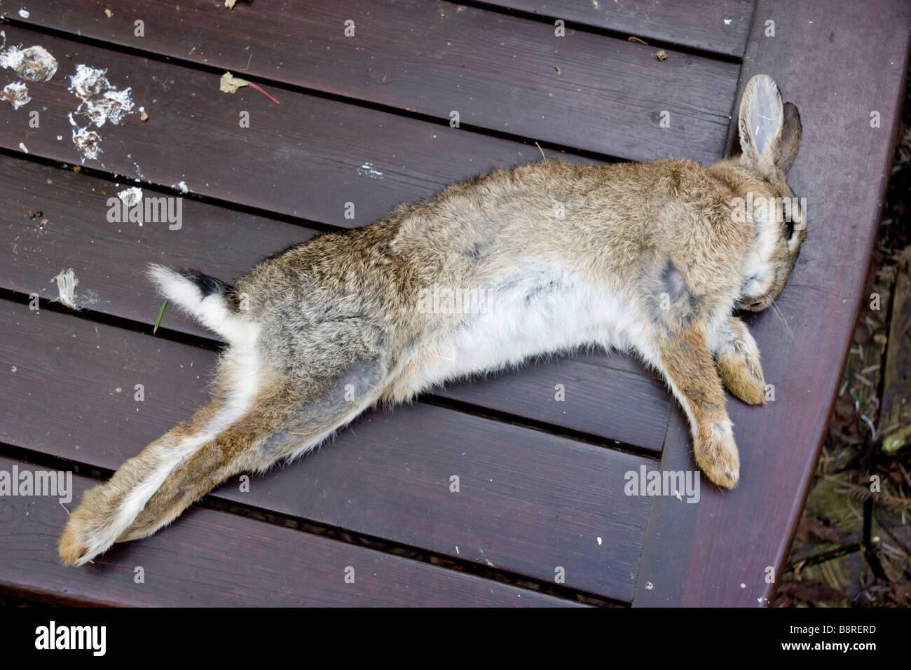 Dead rabbit on a wooden table Stock Photo - Alamy
