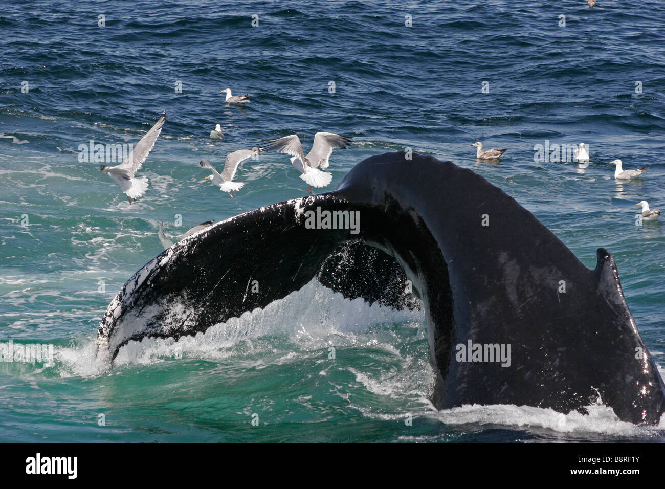 Humpback whale fluke, diving beneath surface, side view Stock Photo - Alamy