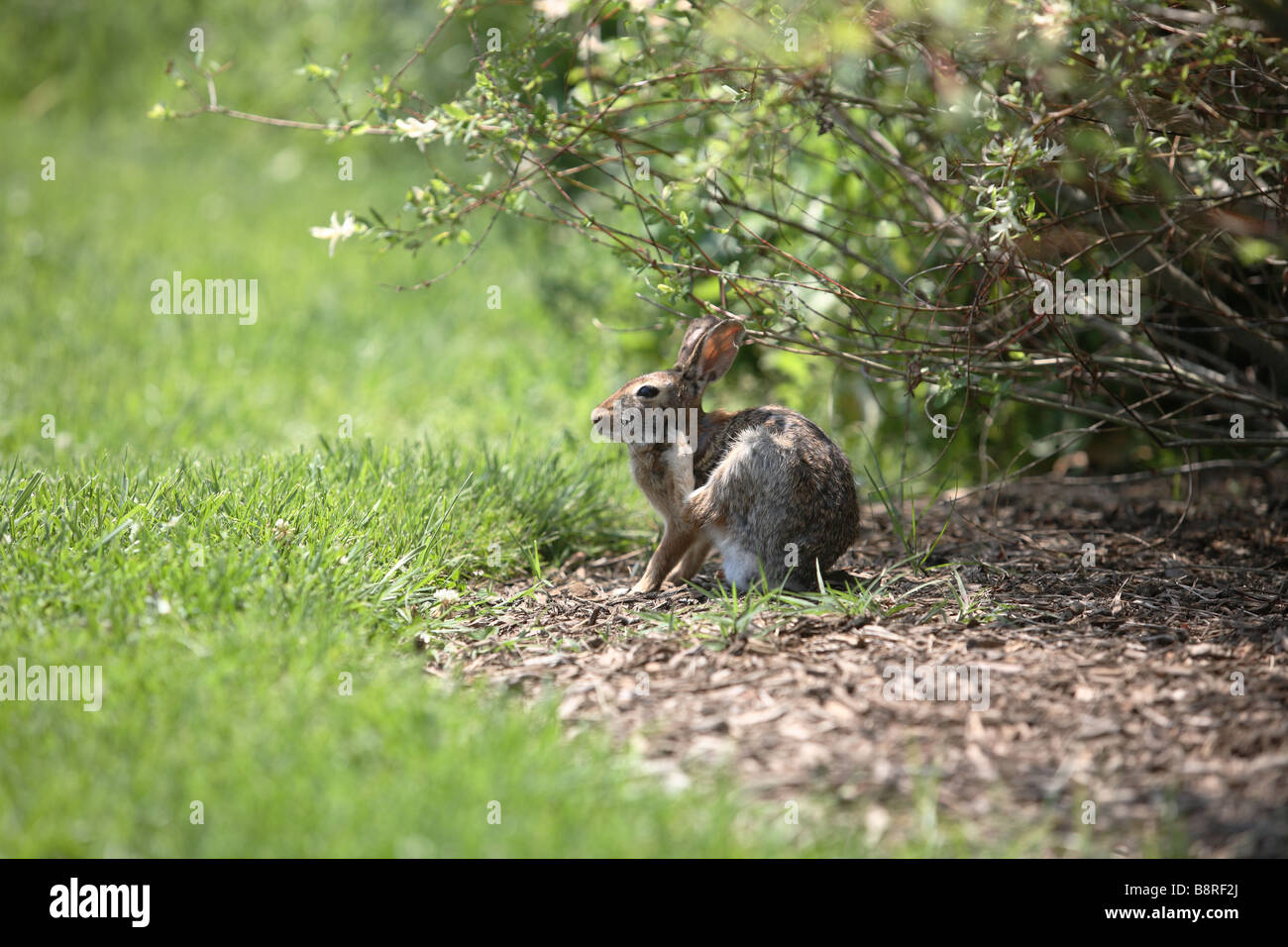 Rabbit hop hi-res stock photography and images - Alamy