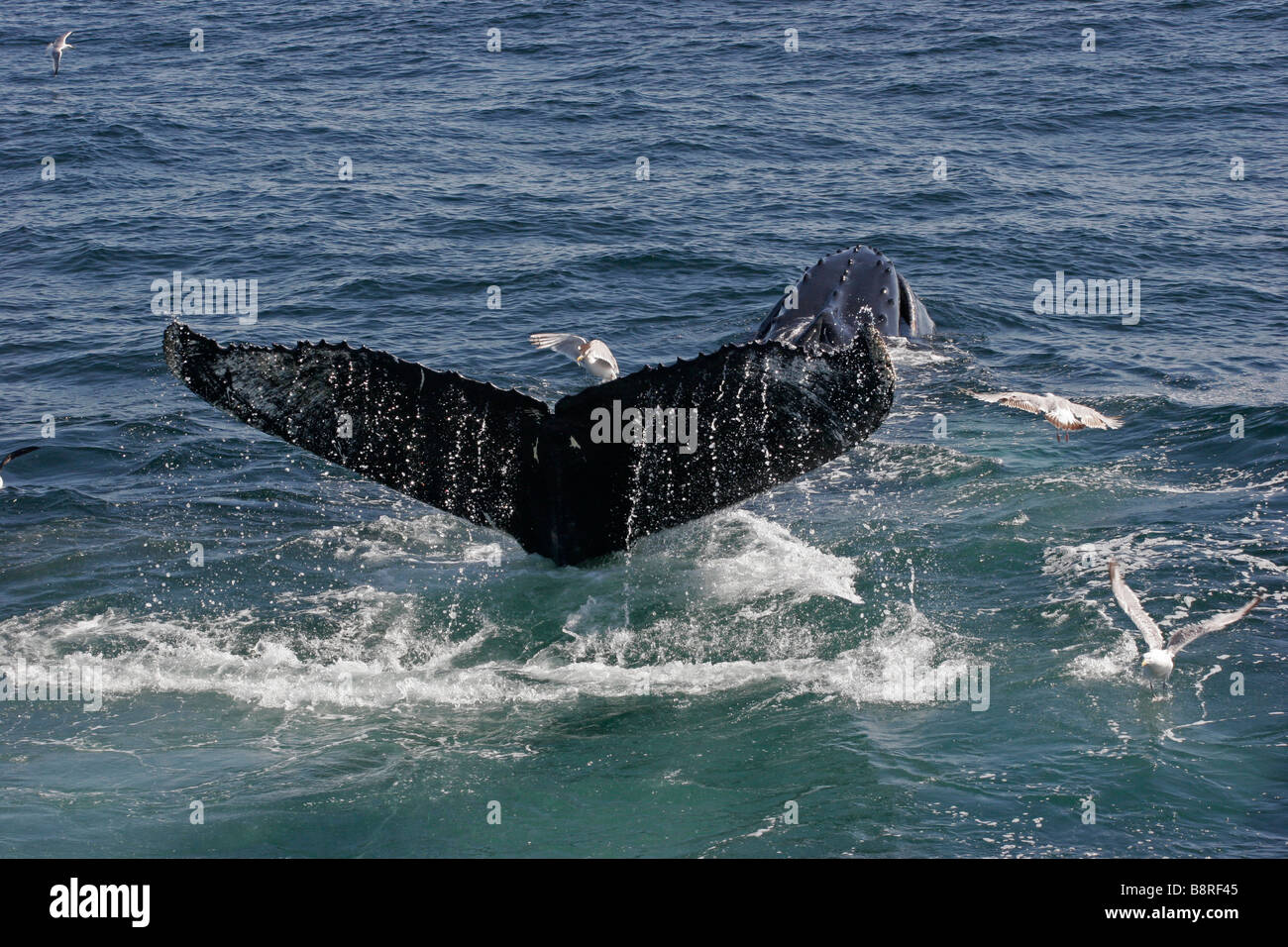 Humpback whale fluke, whale arching back lifts tail above water surface ...