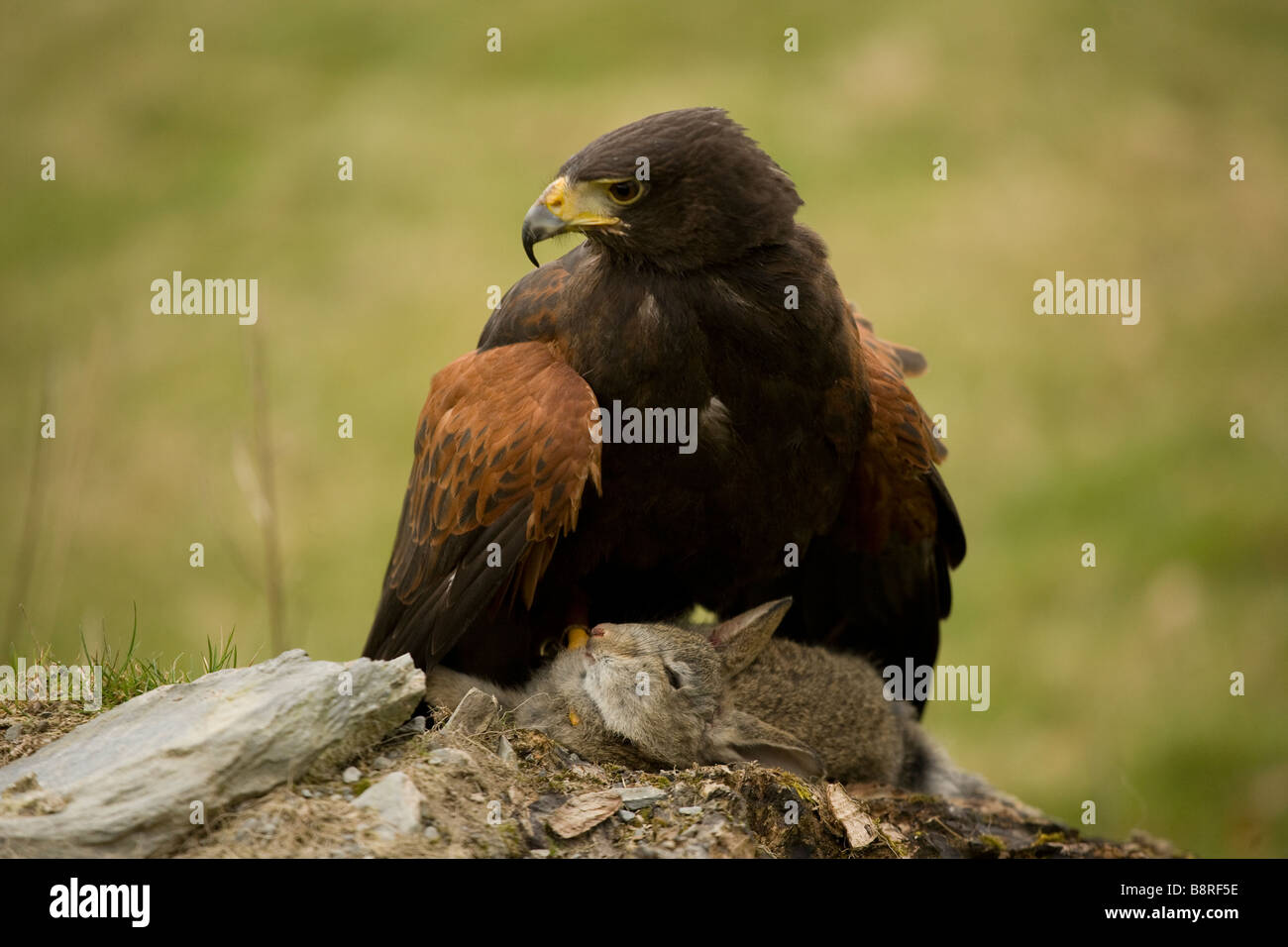 Hawk with rabbit prey Snowdonia North Wales UK Stock Photo - Alamy