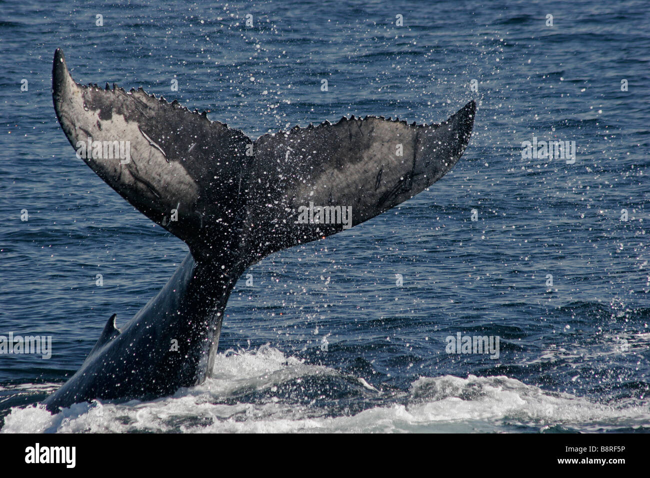 Humpback whale calf fluke, slapping its tail on the surface, underside ...