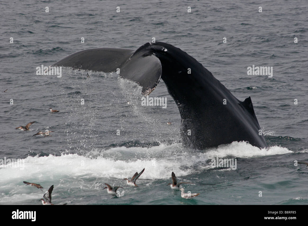 Humpback whale fluke, slapping it's tail on the surface, lobtailing ...