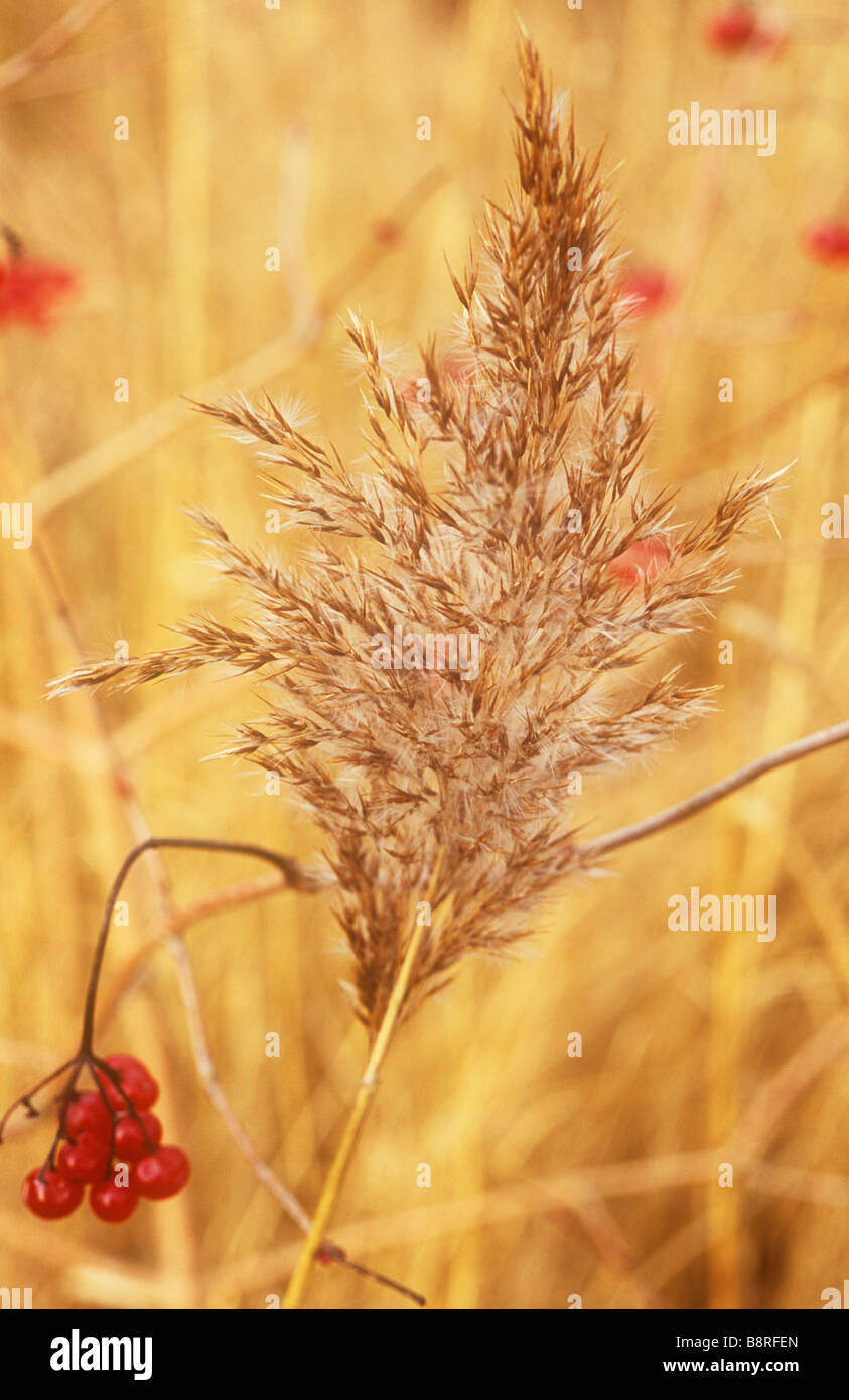 Close up of feathery seedhead of Common reed with golden stems of reed ...