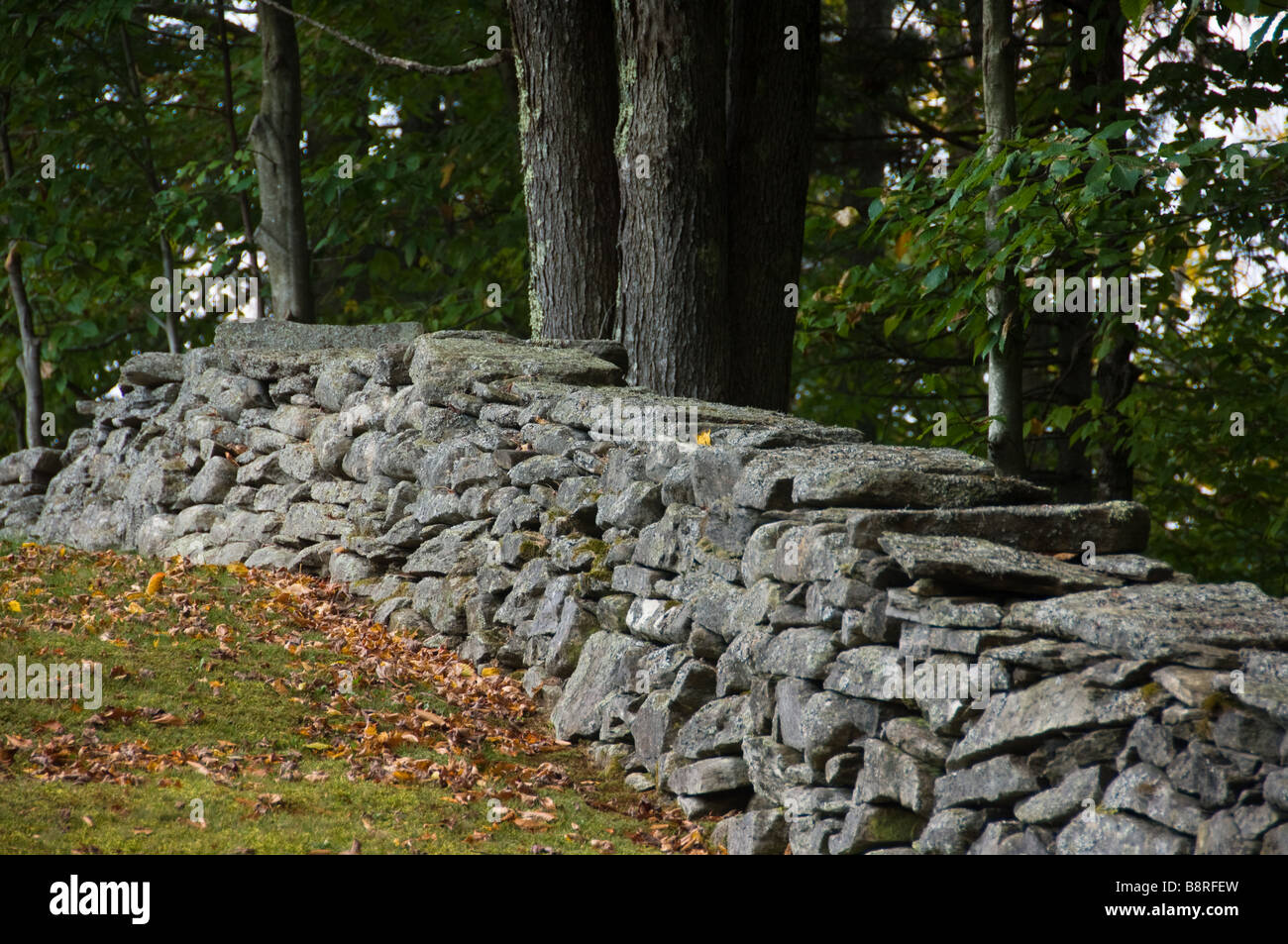 Rock wall running through an autumn forest in New England Stock Photo ...