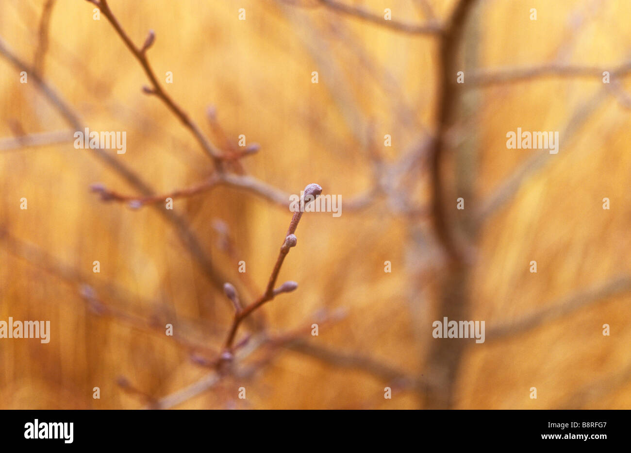 Alder tree buds hi-res stock photography and images - Alamy