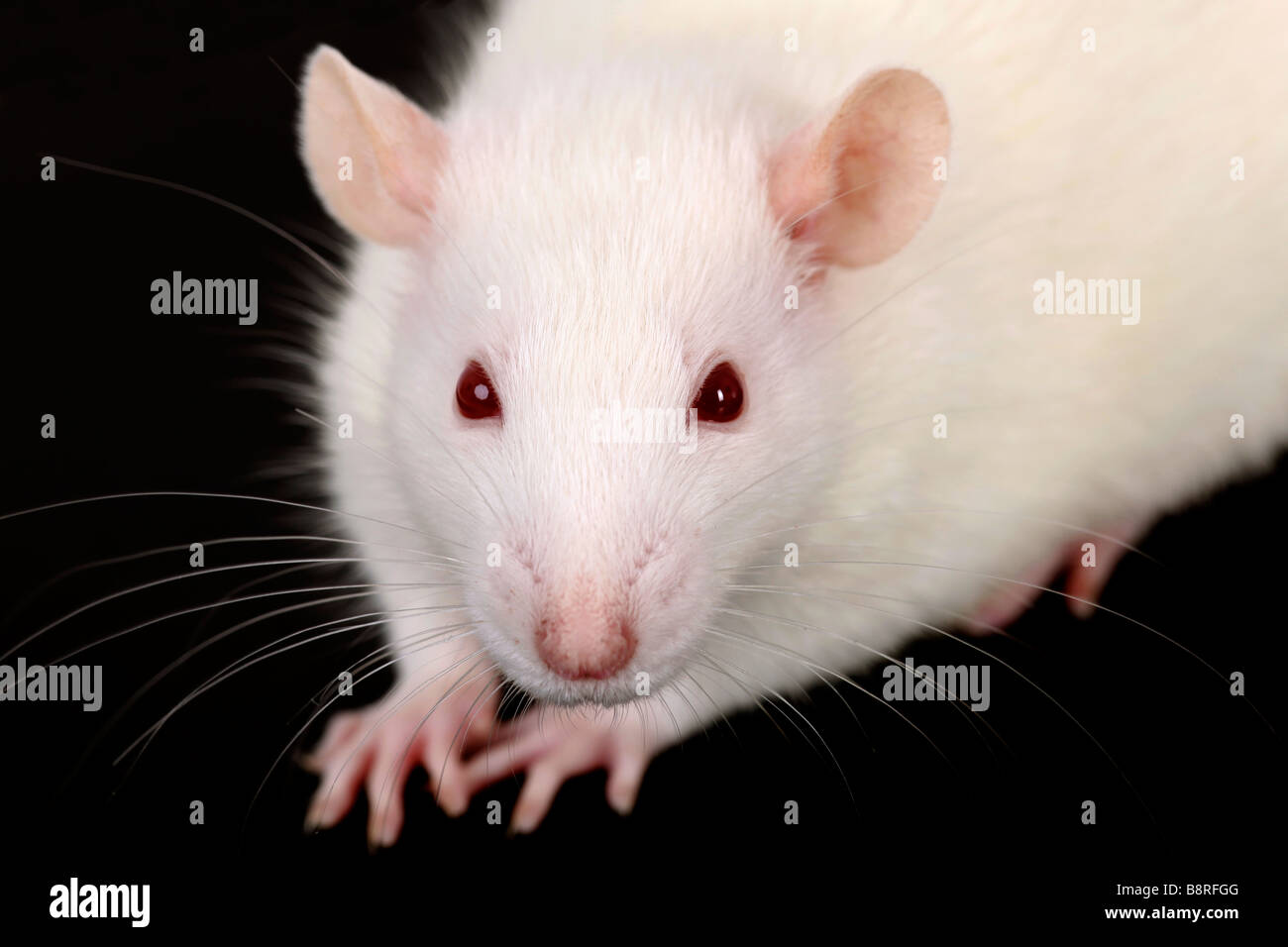 Close-up of laboratory white rat Stock Photo - Alamy