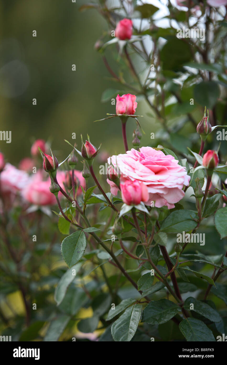 Rose bloom stages hi-res stock photography and images - Alamy