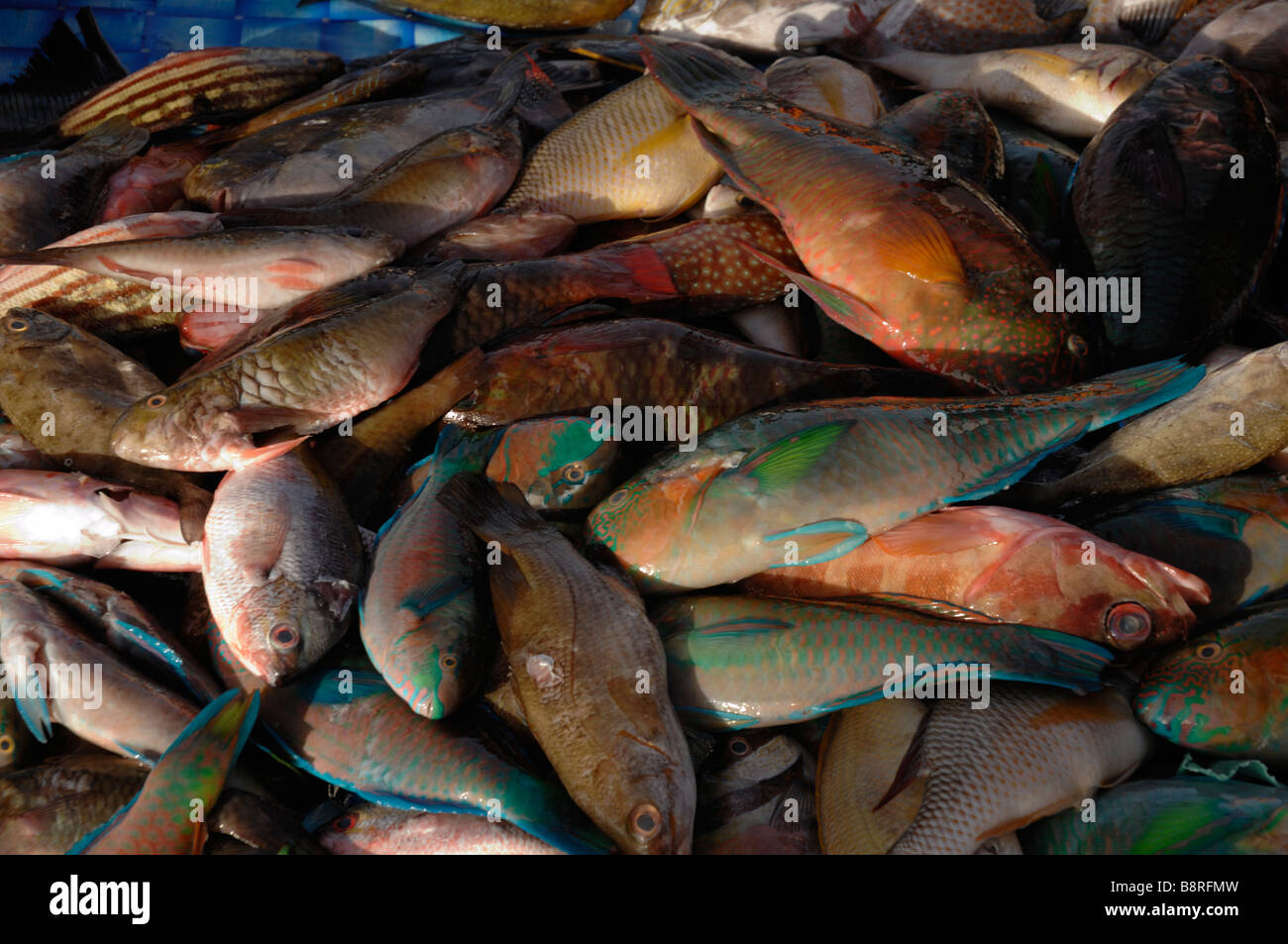 Collection of fish for sale in fish market Kota Kinabalu waterfront ...