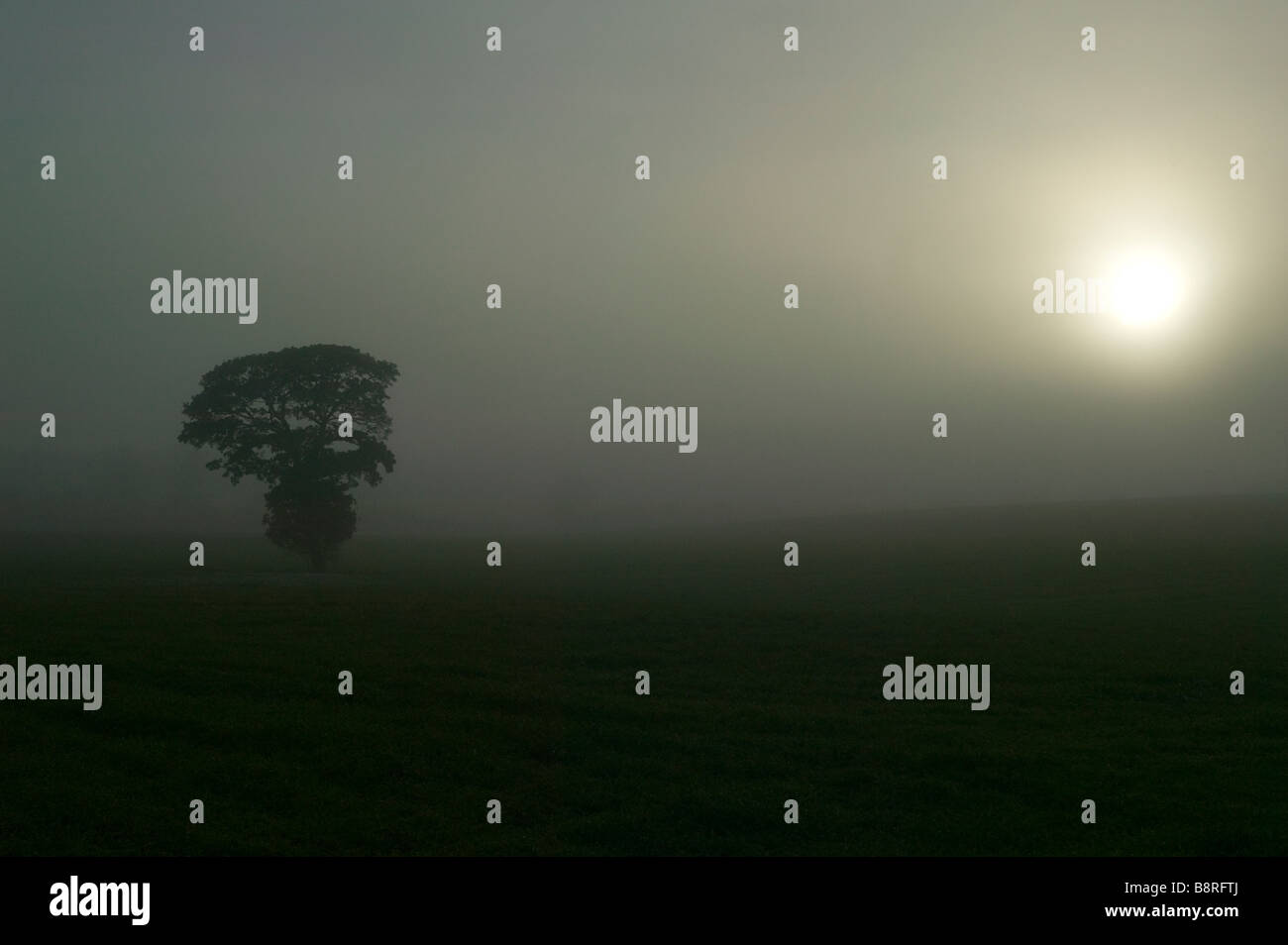 Lone tree in fog Stock Photo - Alamy