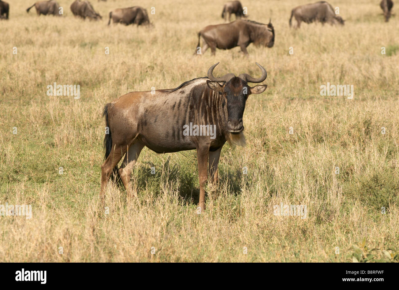The wildebeest gnu African antelope Stock Photo - Alamy