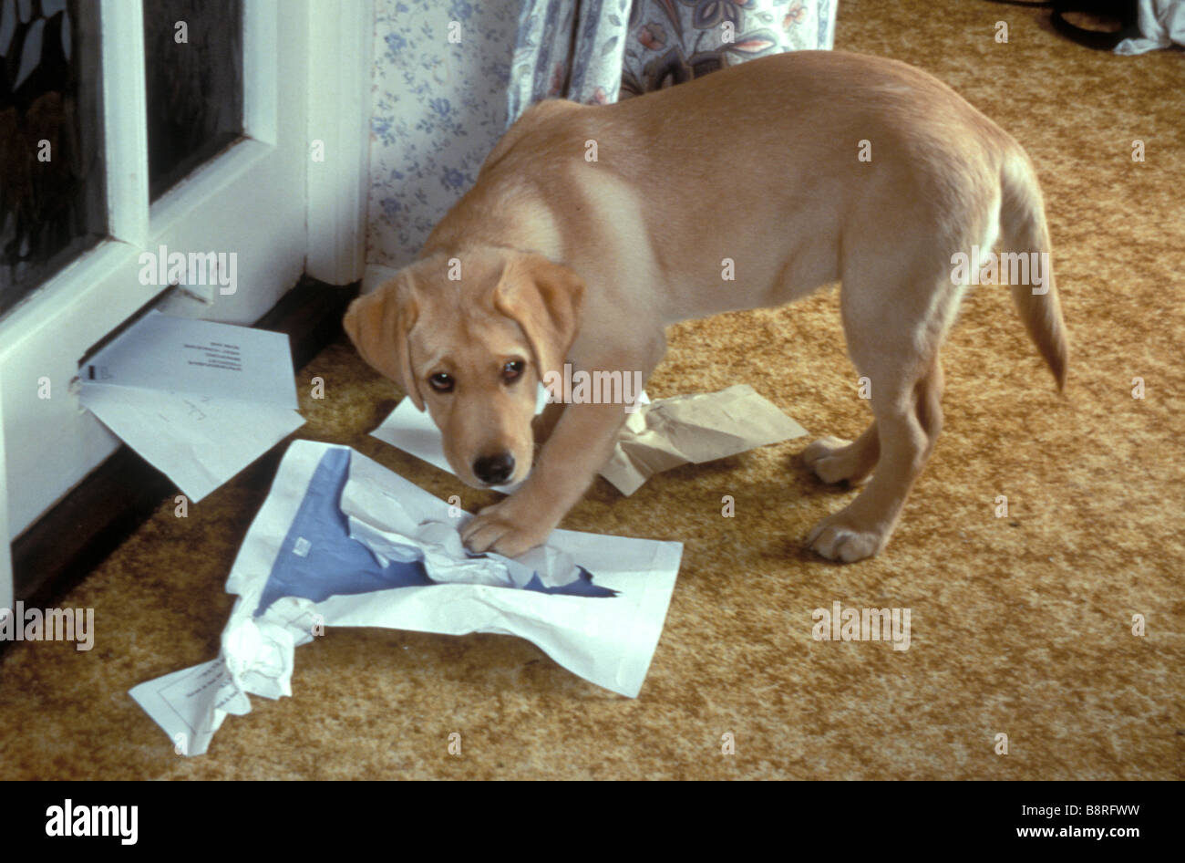 little golden labrador puppy tearing up mail that has been pushed ...