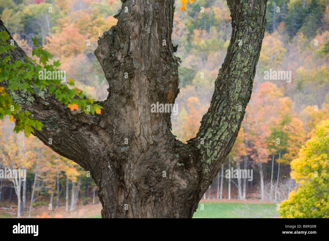 Trunk tree divided three branches hi-res stock photography and images ...