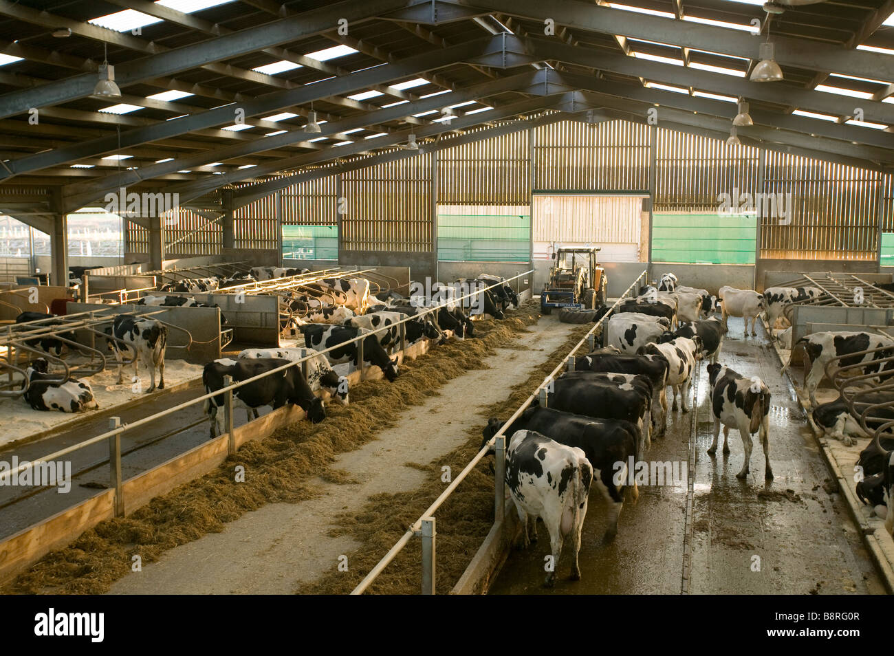 Interior of milking shed Stock Photo - Alamy