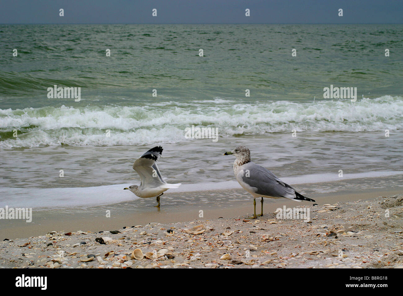 Seagulls on the Gulf of Mexico in Florida Stock Photo - Alamy