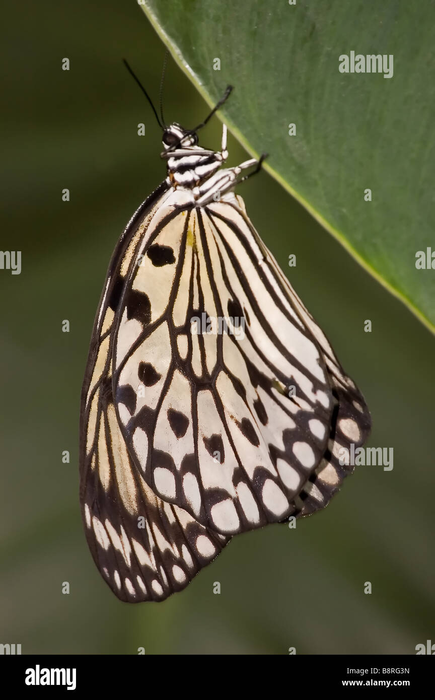 Rice Paper Butterfly Stock Photo - Alamy