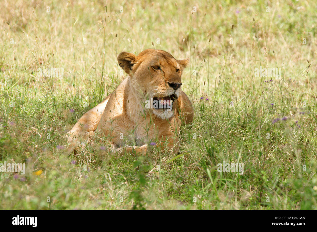 African Lioness resting in Savannah Stock Photo - Alamy