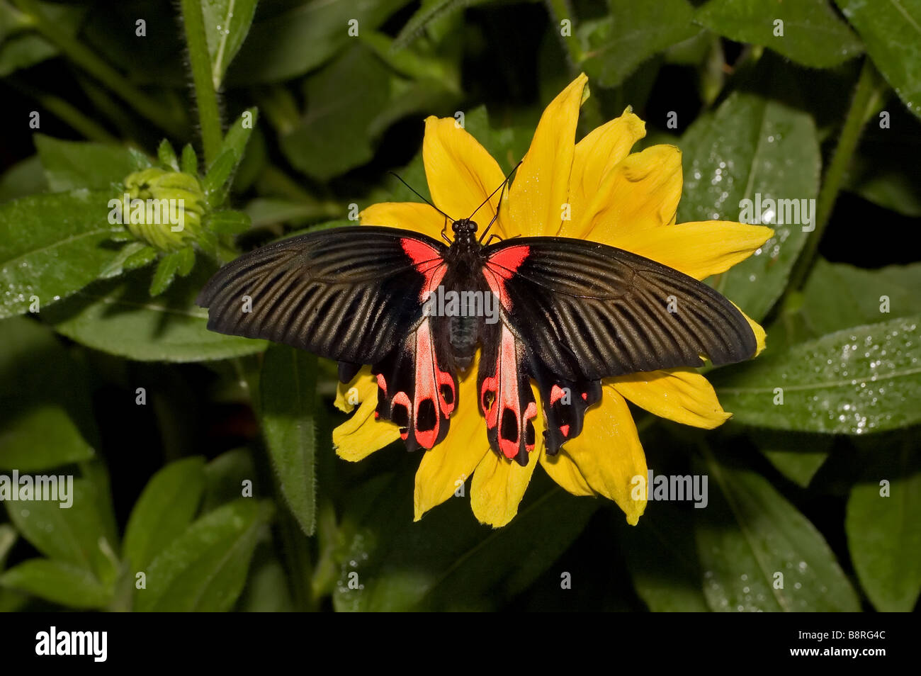 Great Mormon Butterfly Stock Photo - Alamy