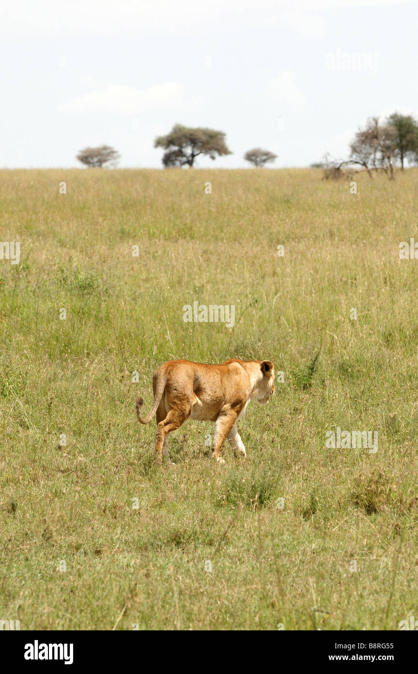 African Lioness Walking Through Savannah Stock Photo - Alamy