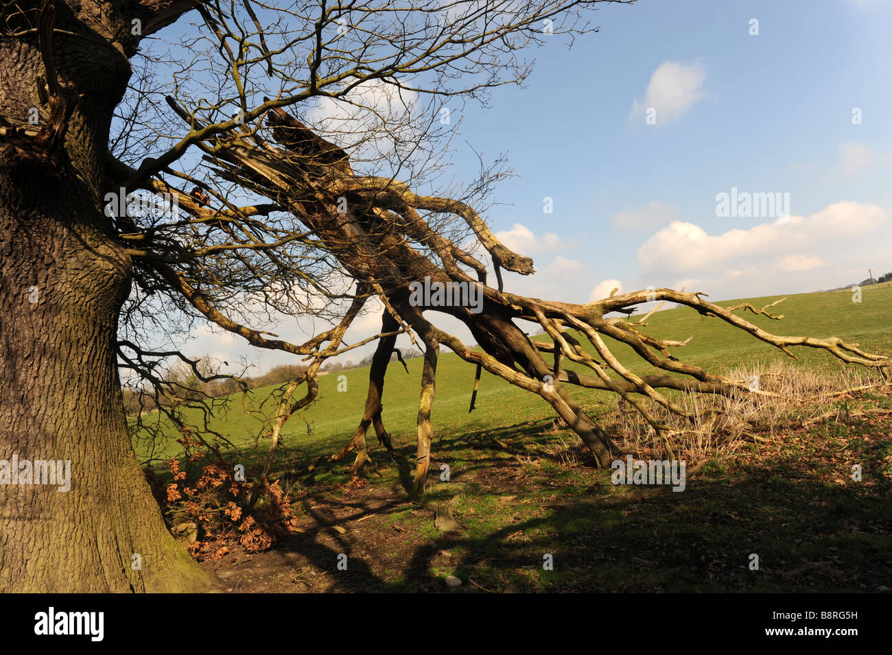 Fallen tree branch in field Stock Photo - Alamy