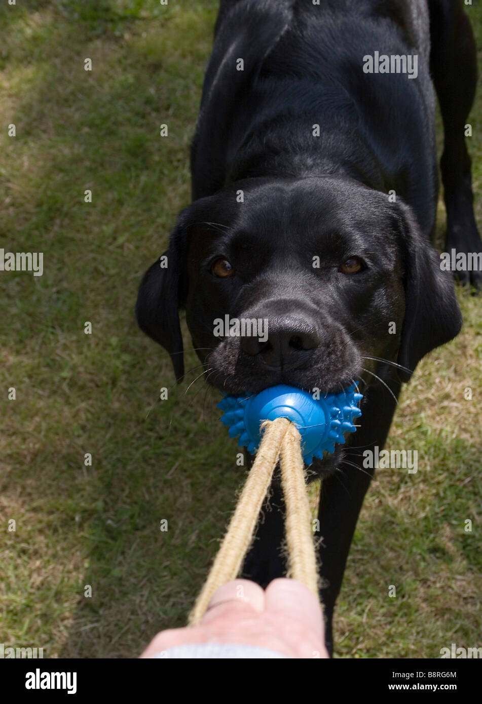 black labrador cross puppy playing with tug toy with owner Stock Photo ...