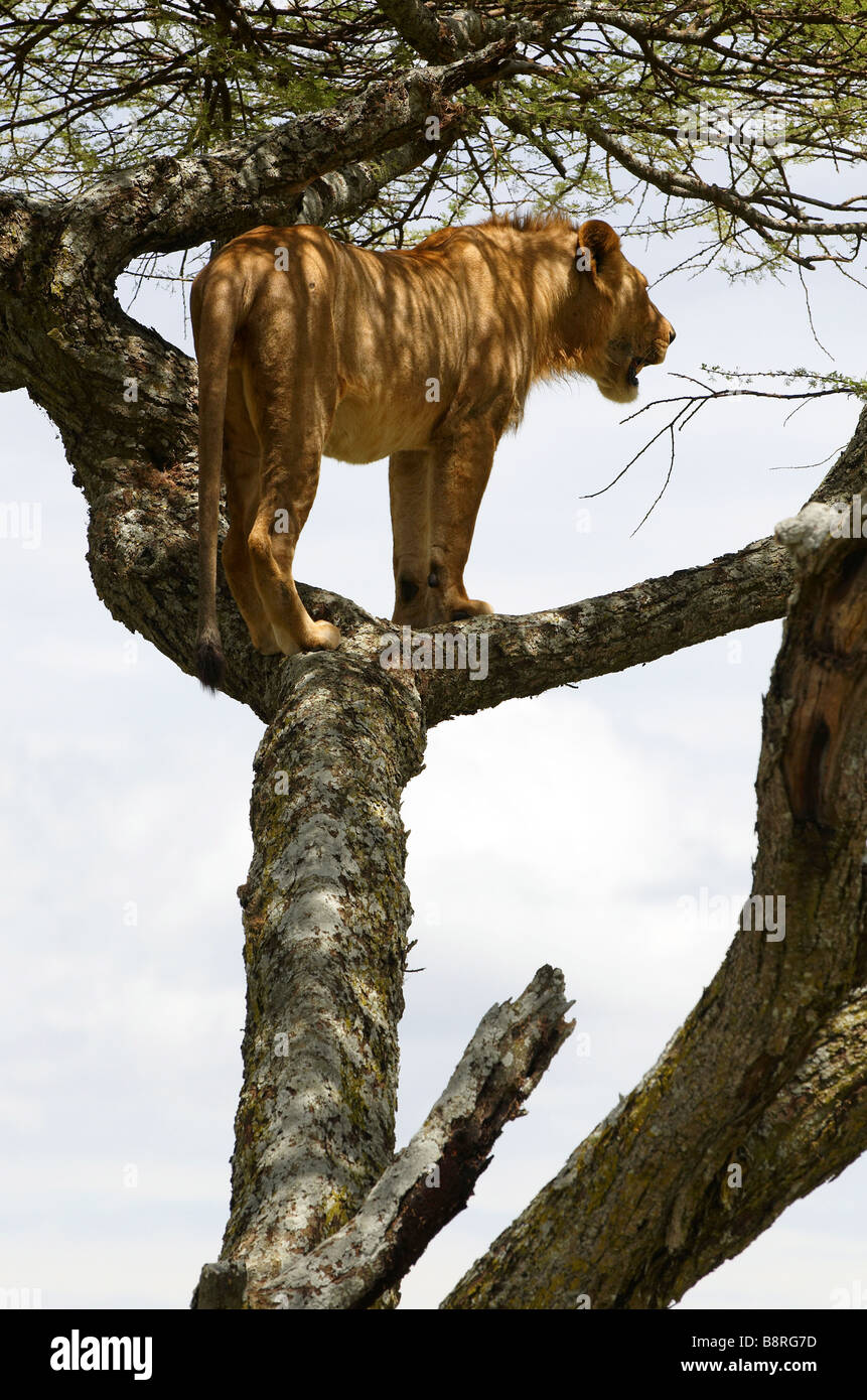 African Lion Resting On The Tree Stock Photo - Alamy