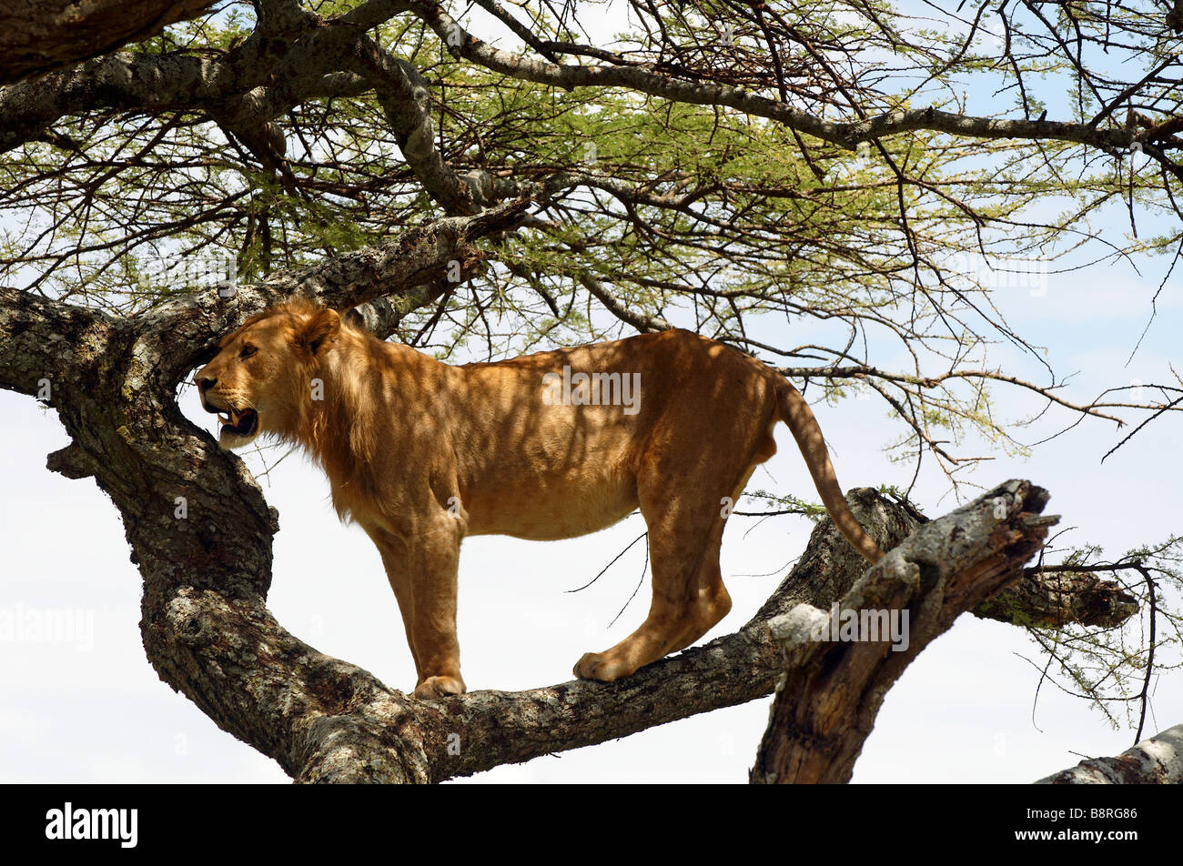 African Lion Resting On The Tree Stock Photo - Alamy