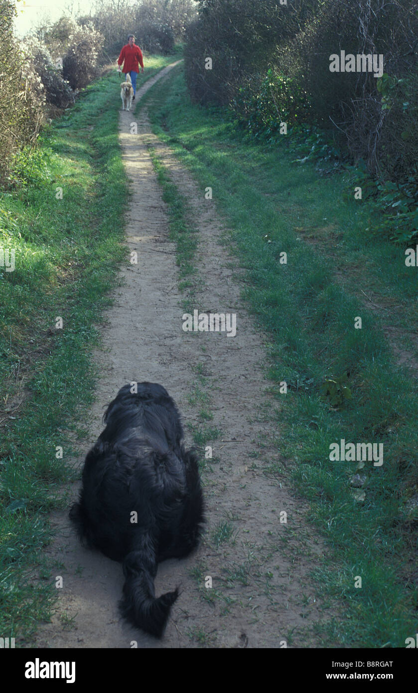 black labrador on footpath crouching as it sees another dog approaching ...