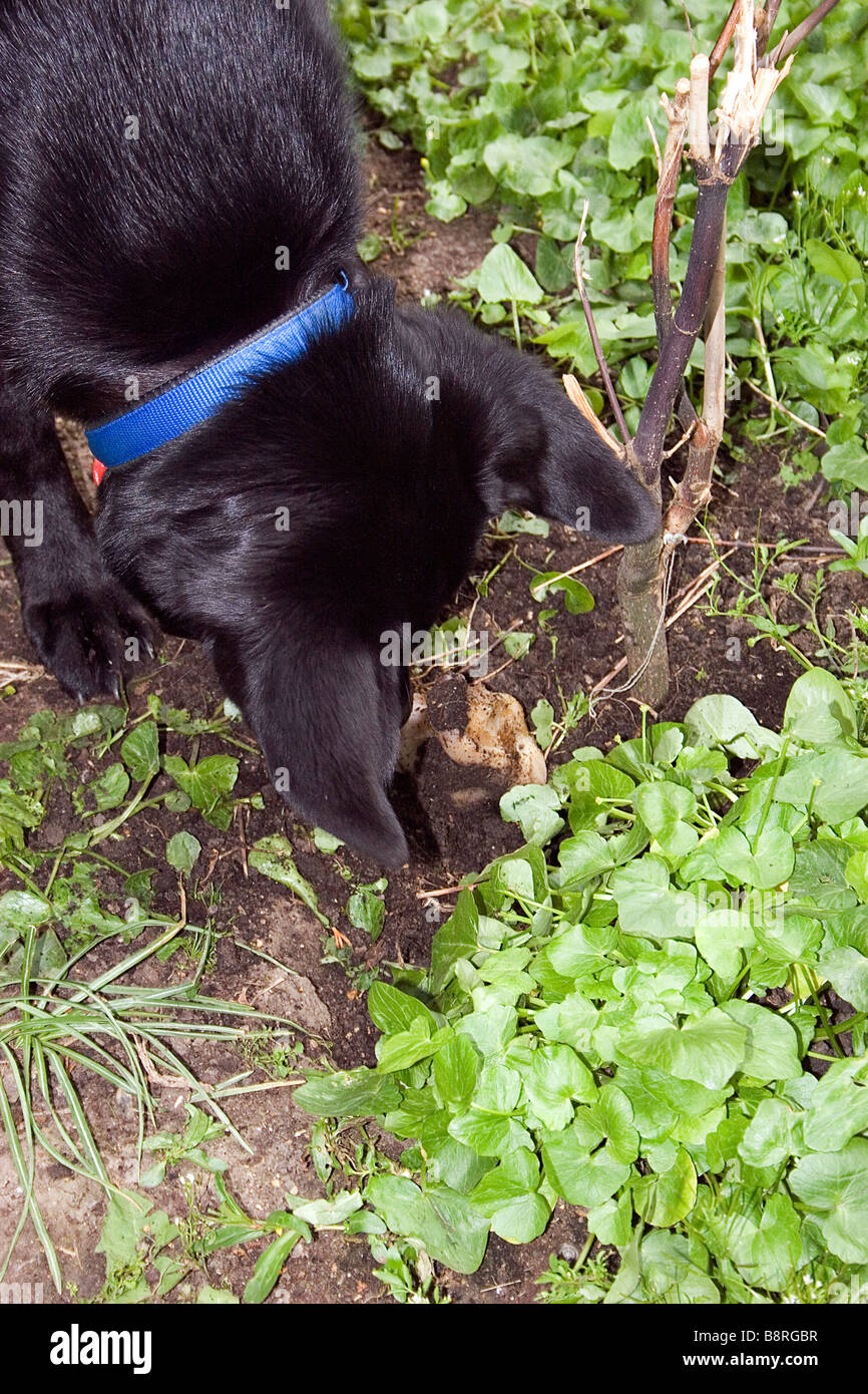 Black labrador cross dog burying bone in garden Stock Photo - Alamy Black labrador cross dog burying bone in garden Stock Photo - Alamy
