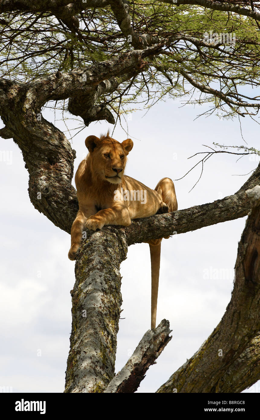 African Lion Resting On The Tree Stock Photo - Alamy