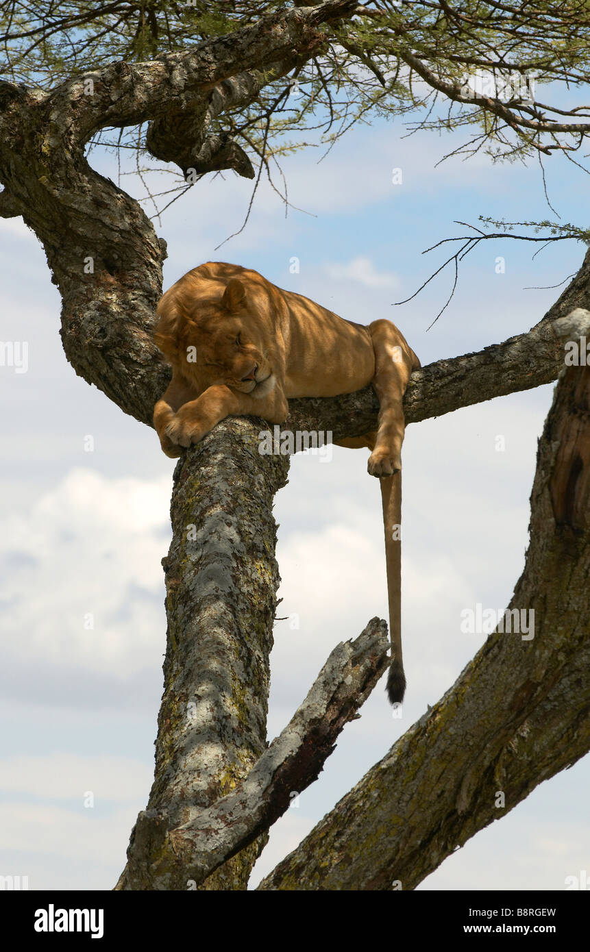 African Lion Resting On The Tree Stock Photo - Alamy