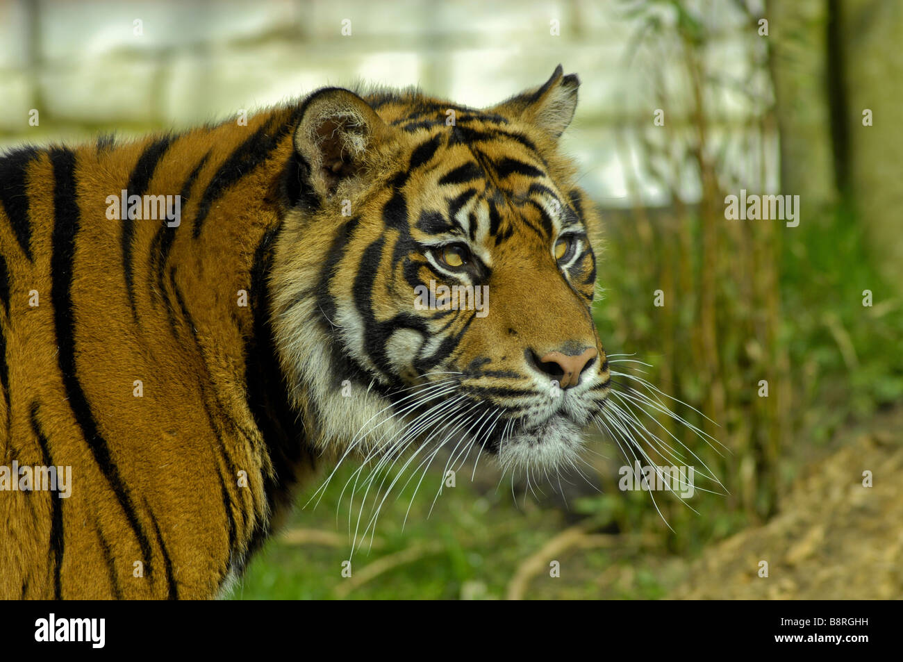 A Tiger on the prowl Stock Photo - Alamy