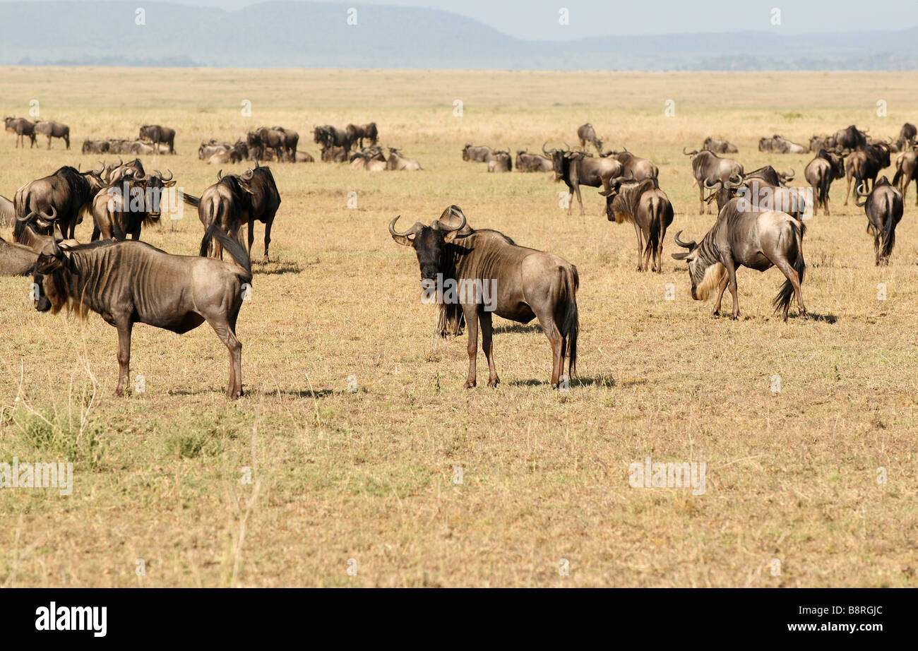 The wildebeest gnu African antelope Stock Photo - Alamy