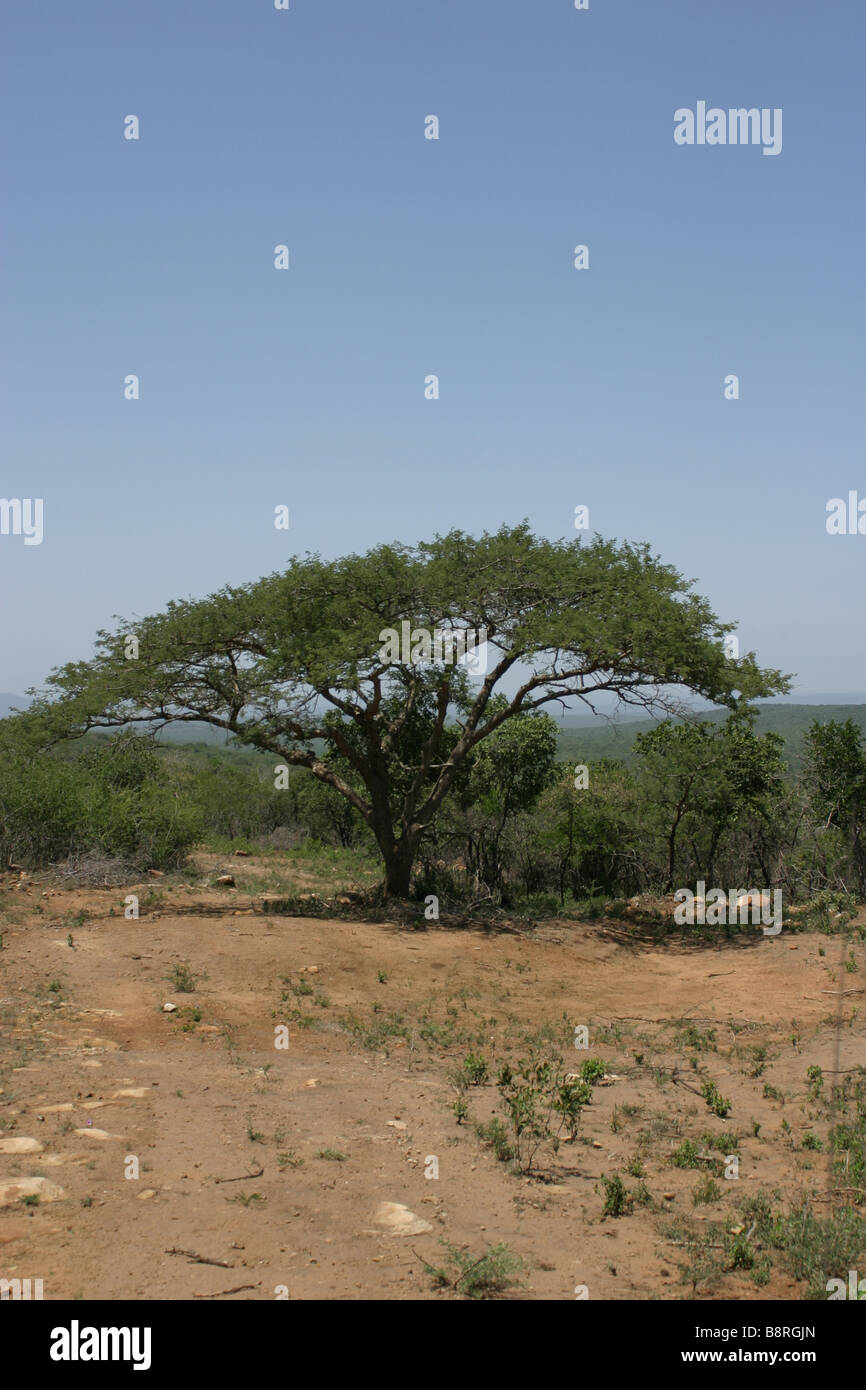 Picture of a tree in the heat Stock Photo - Alamy
