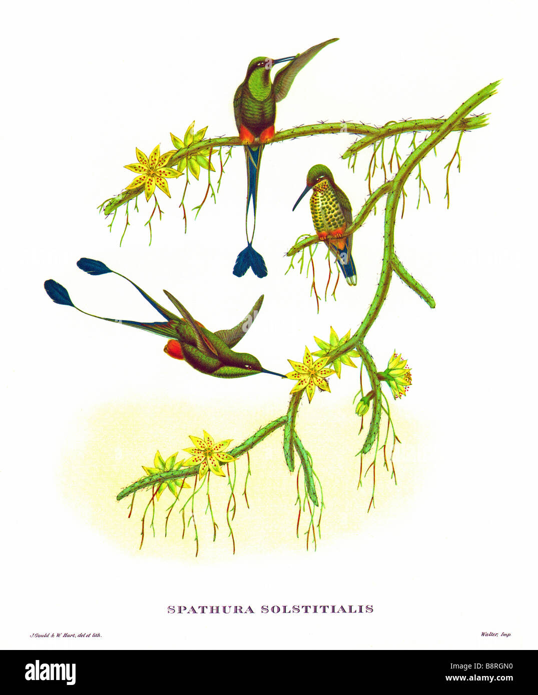 Ocreatus peruanus hi-res stock photography and images - Alamy