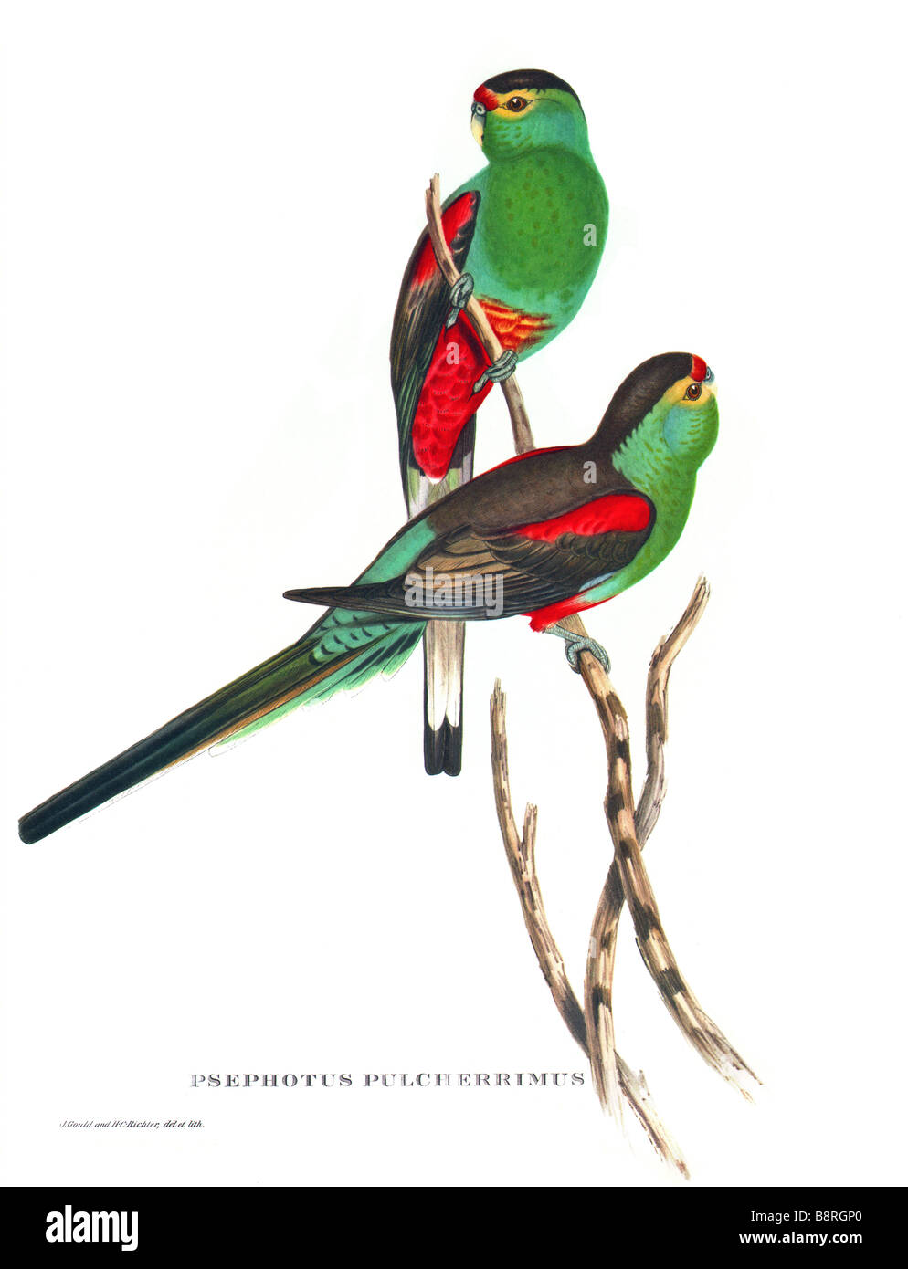 Paradise Parrot (Psephotus pulcherrimus Stock Photo - Alamy